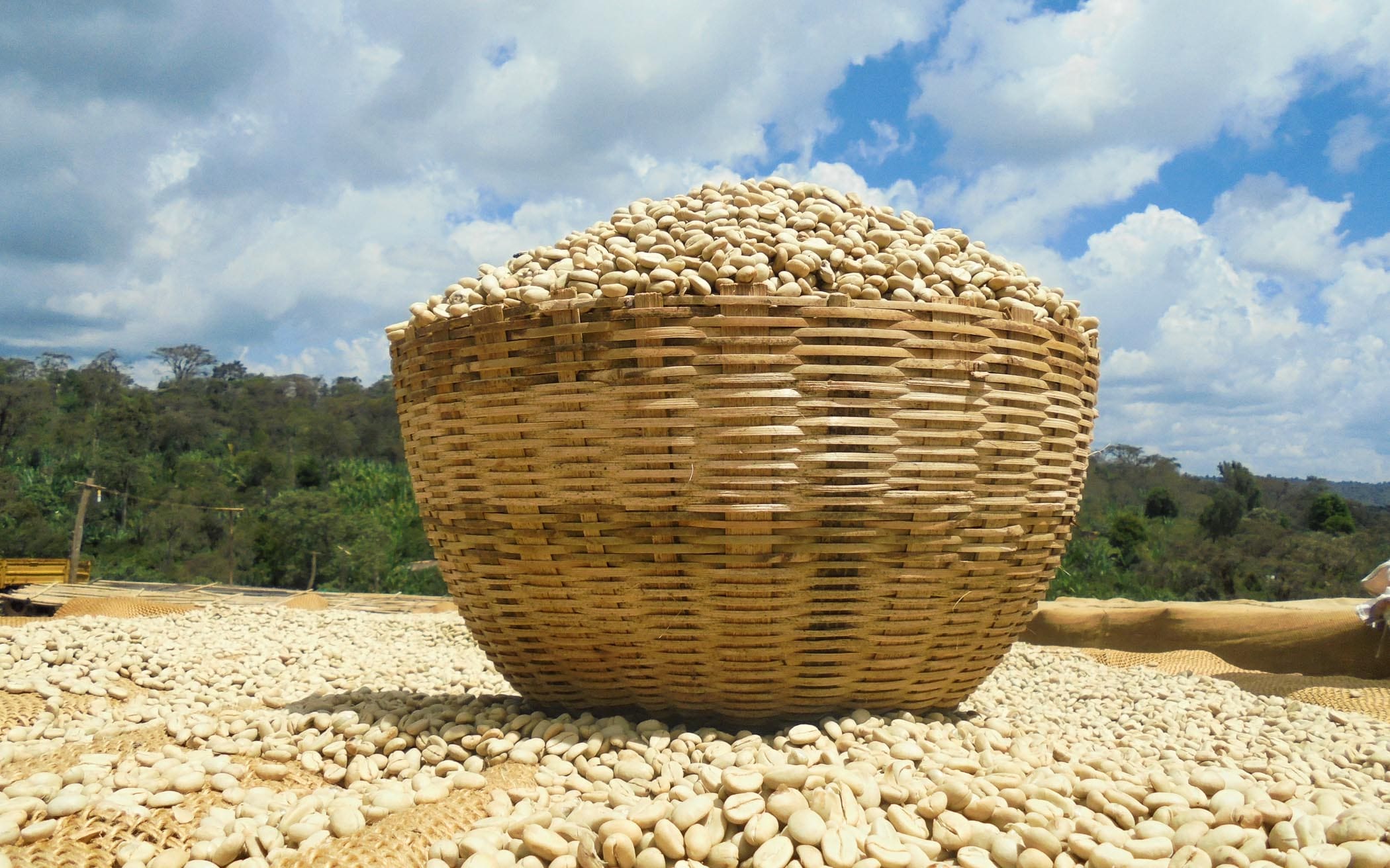 Abera Ararso Washed - Ally Coffee