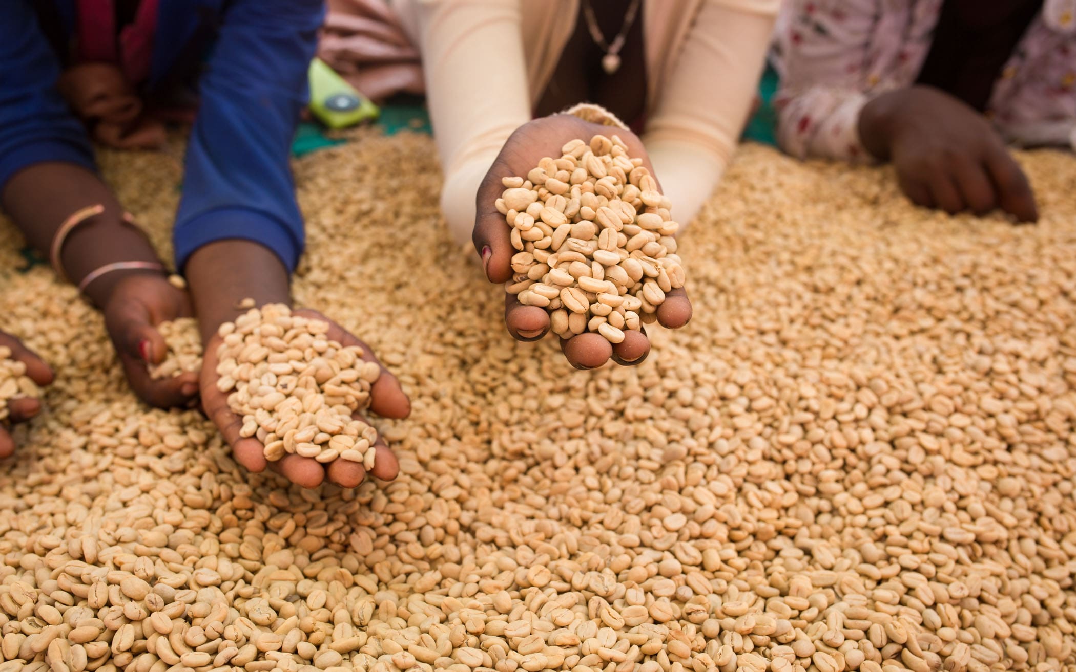 Yirgacheffe Konga Washed Organic - Ally Coffee