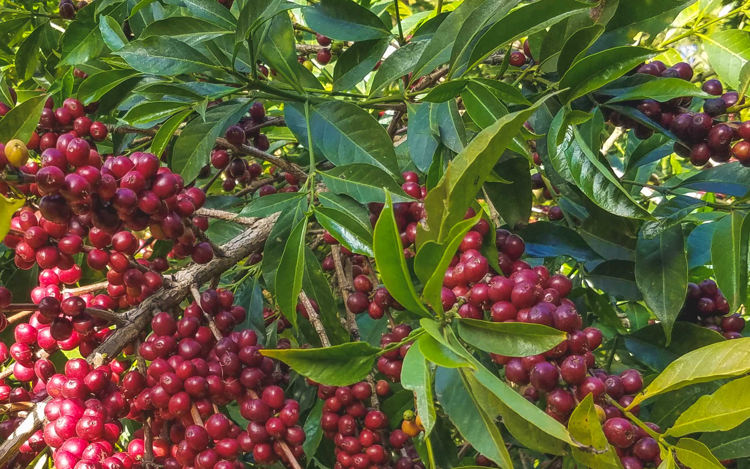 Guji Buku Hambela Anaerobic Natural - Ally Coffee