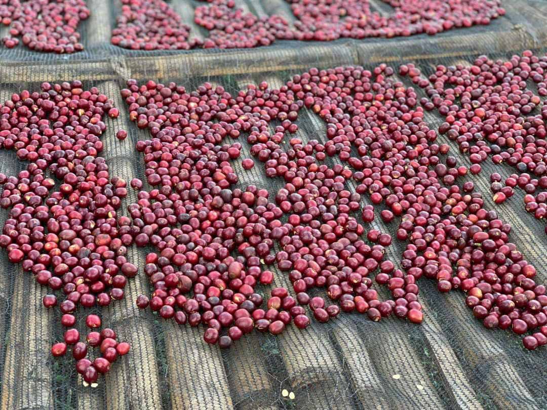 Guji Uraga Solomo Natural - Ally Coffee