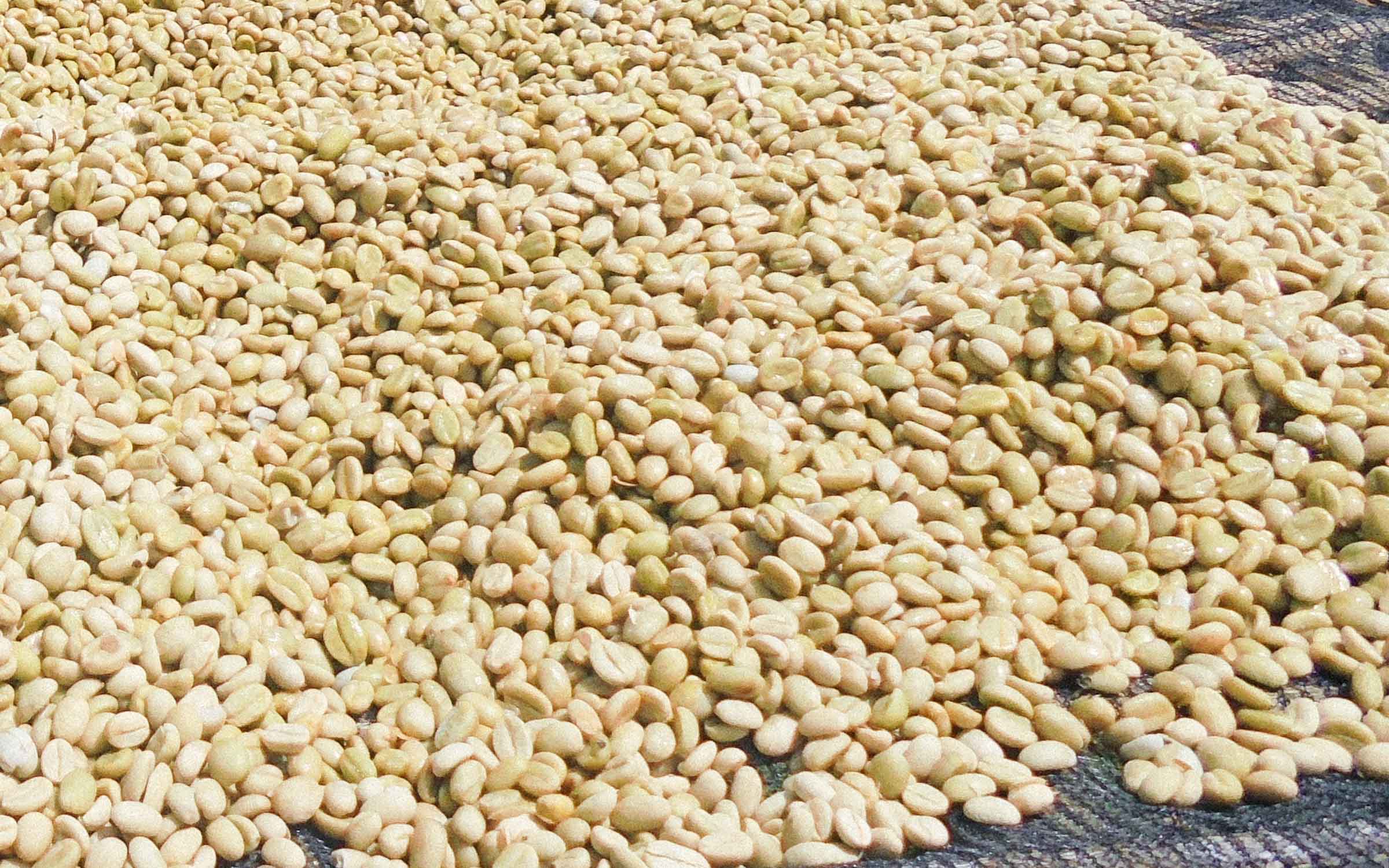 Guji Uraga Layo Teraga Washed - Ally Coffee