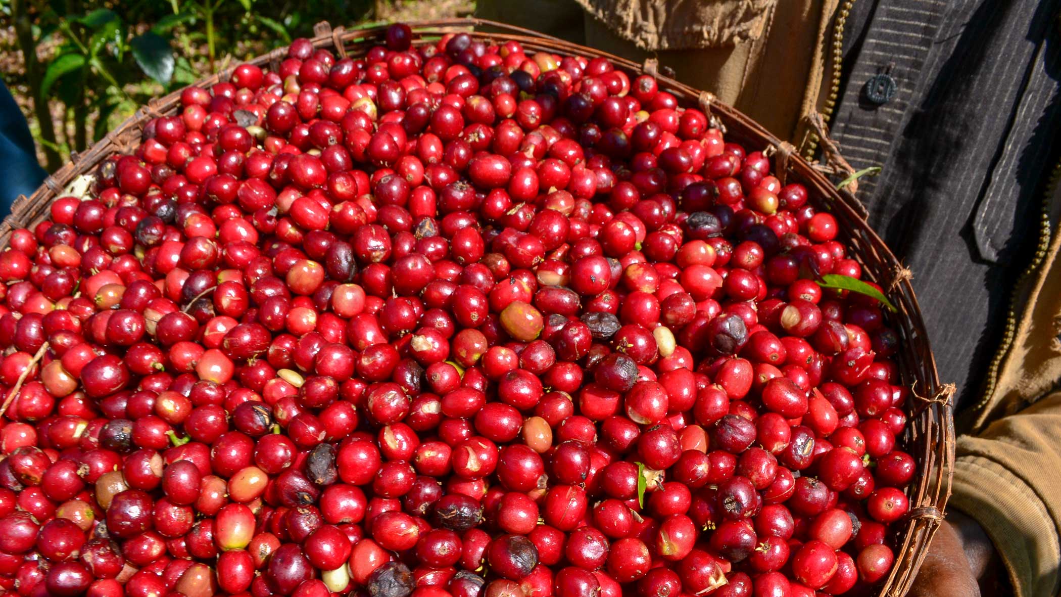 Koke Natural - Ally Coffee