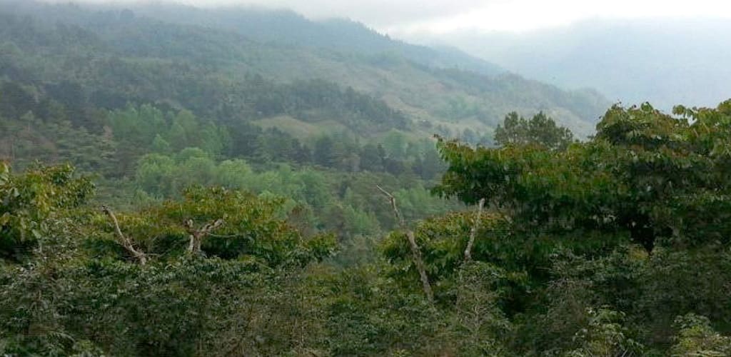 Kalibus La Sierra Geisha - Ally Coffee