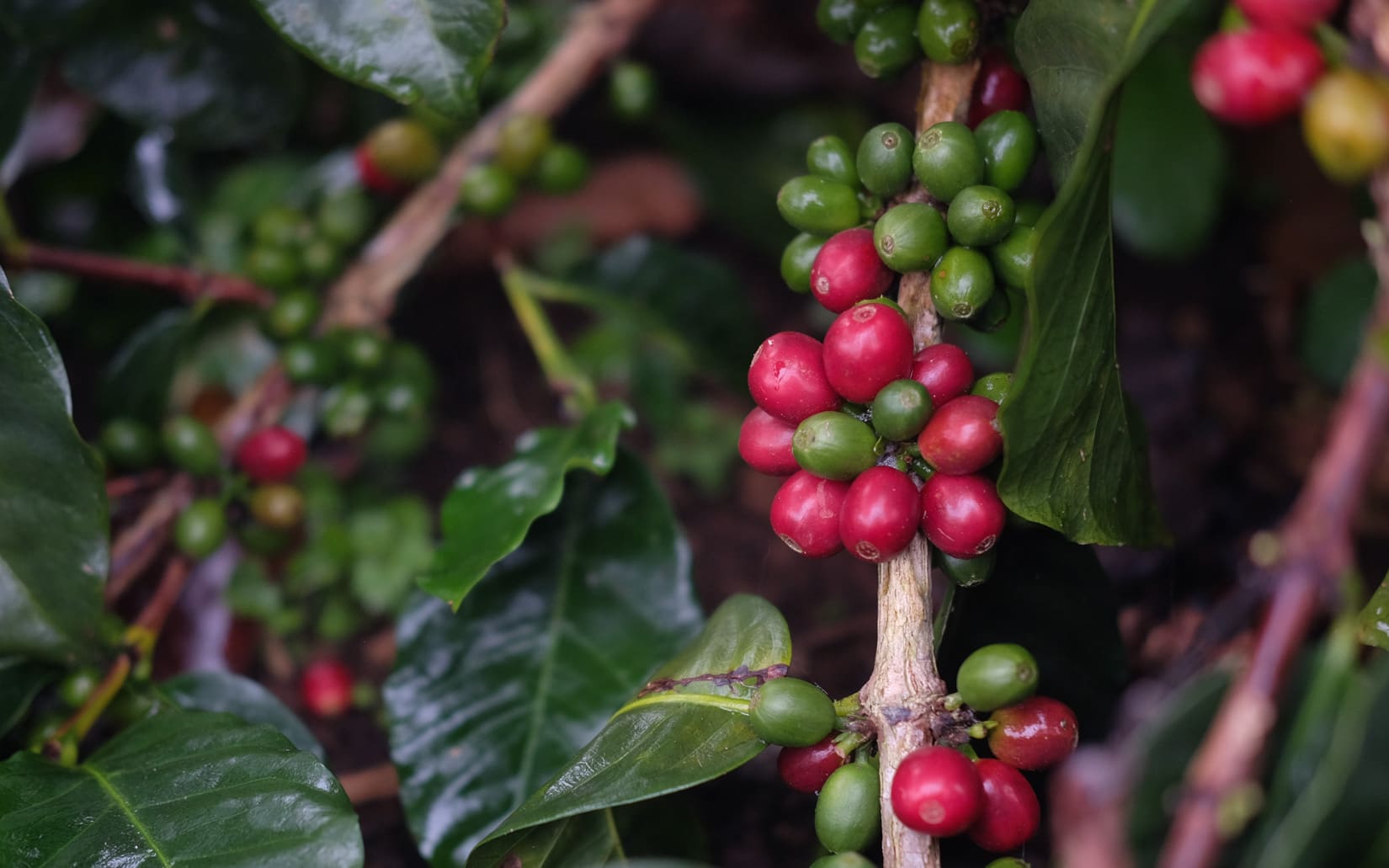 Teodosa Moreno Catimor Washed - Ally Coffee